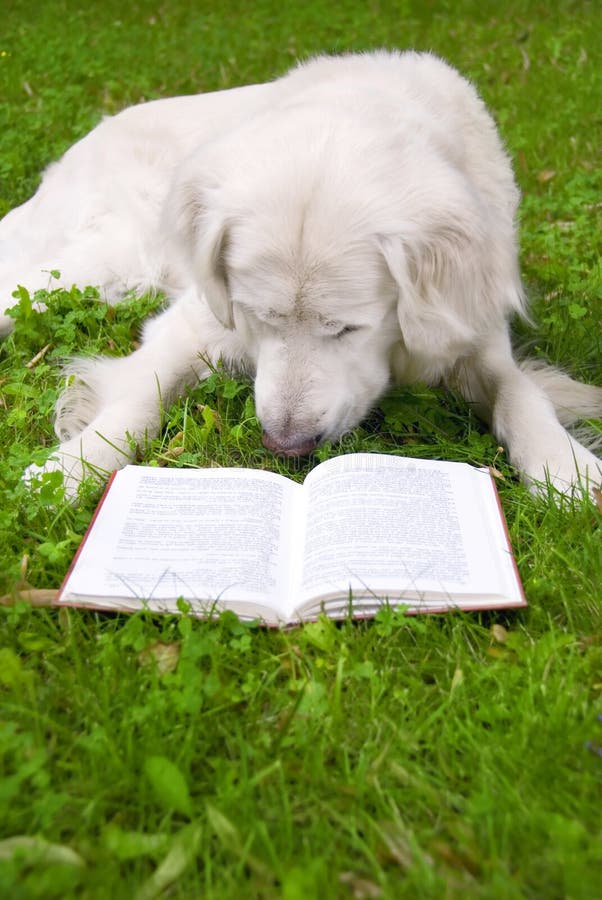 3,627 Dog Reading Book Stock Photos - Free & Royalty-Free Stock Photos ...