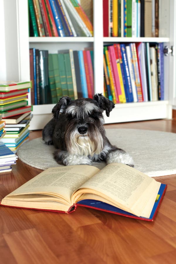 St. Bernard Dog Reading Book Getting Education Stock Photo - Image of ...