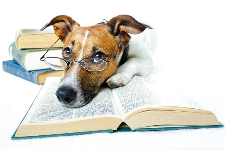 Dog reading books stock image. Image of humor, magazine - 23266795