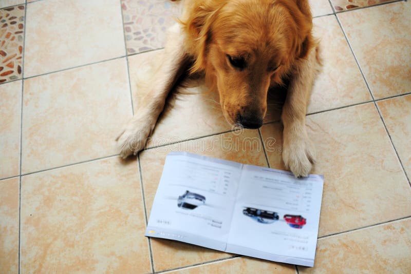 Dog reading magazine stock photo. Image of cute, friend - 9746890