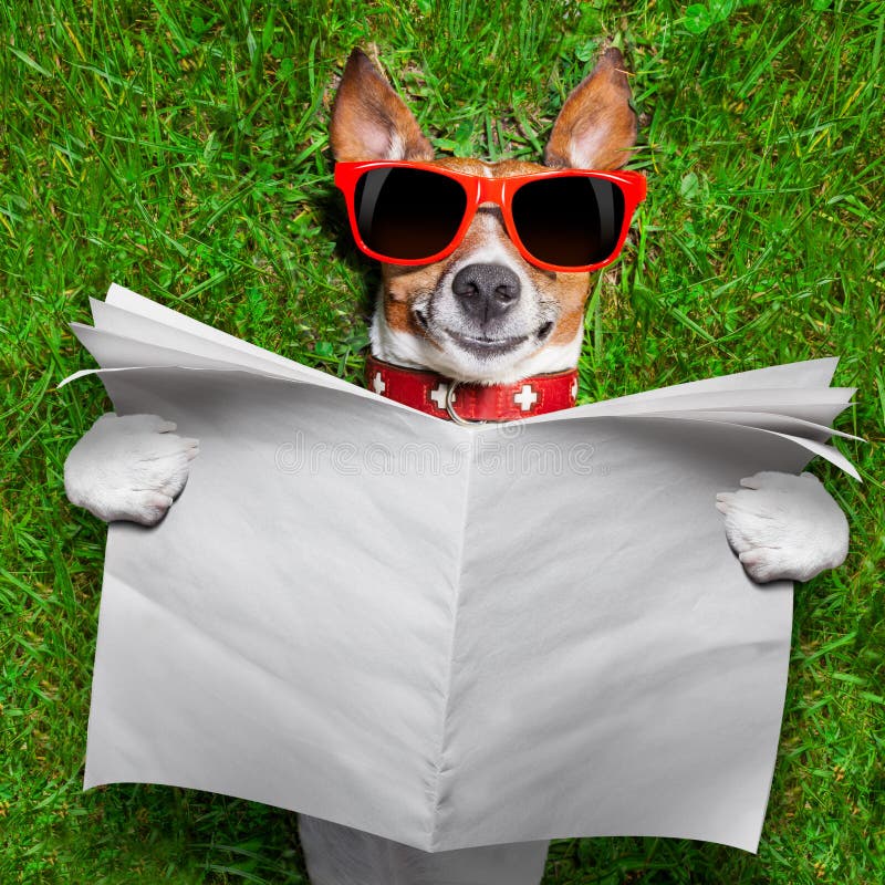 Just married dogs on bench stock image. Image of paper - 57677737