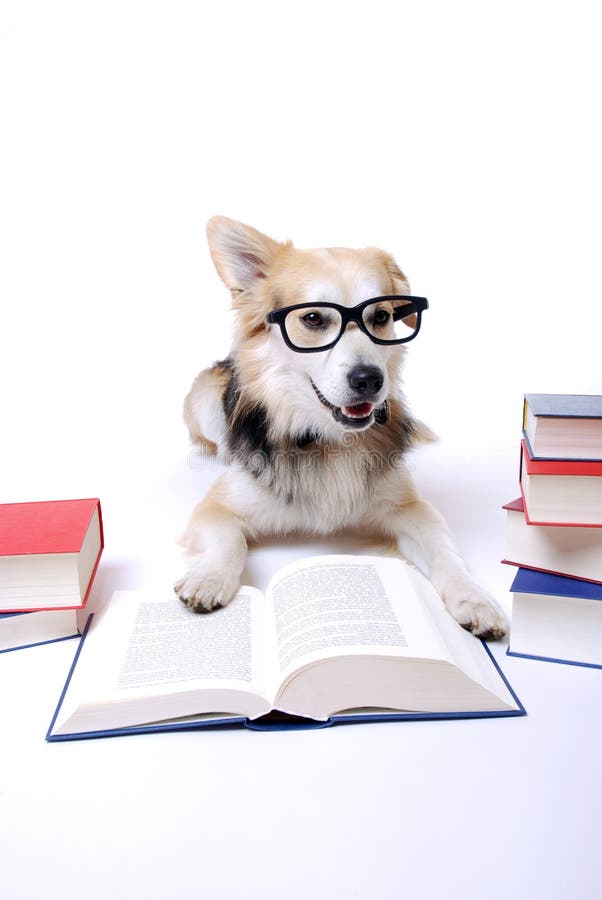 Dog reading a book stock photo. Image of journal, book - 23515828