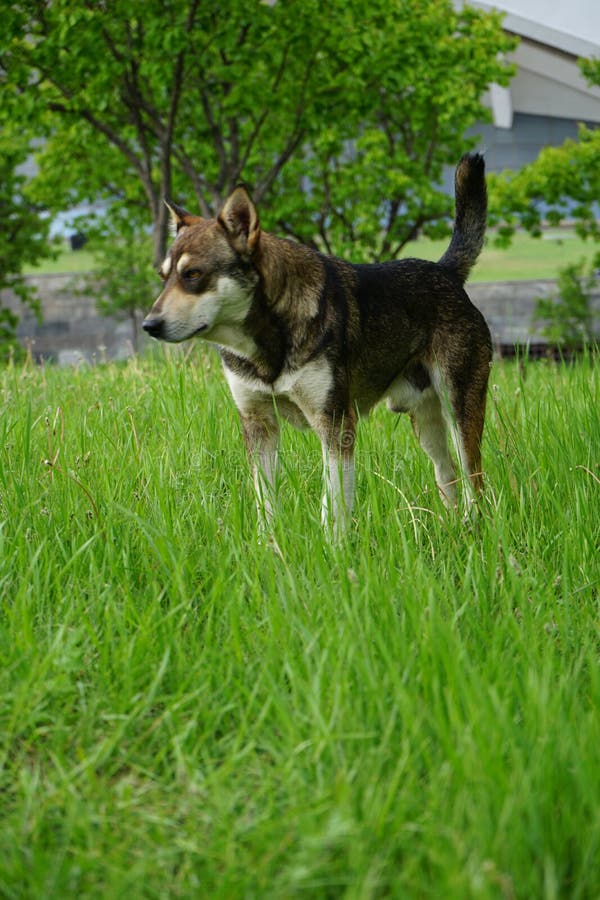 Dog is ready stock photo. Image of green, ready, morning - 262423718