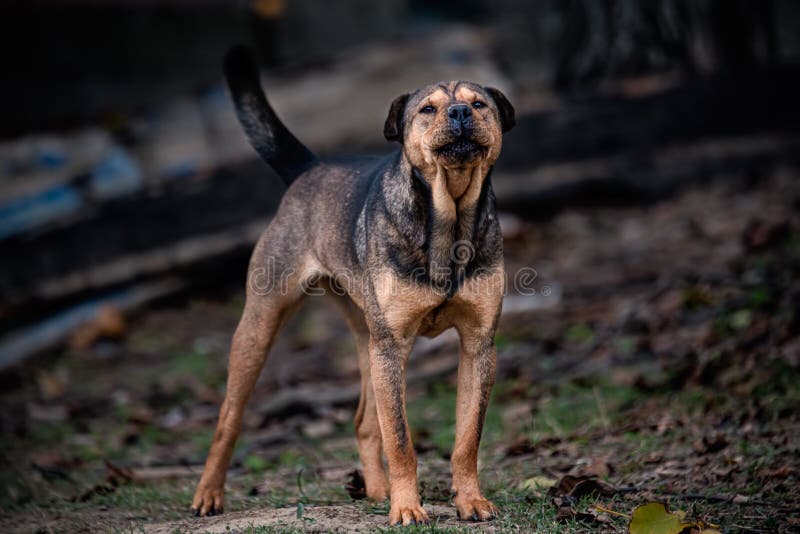 Dog ready to attack stock photo. Image of canine, vicious - 103102858