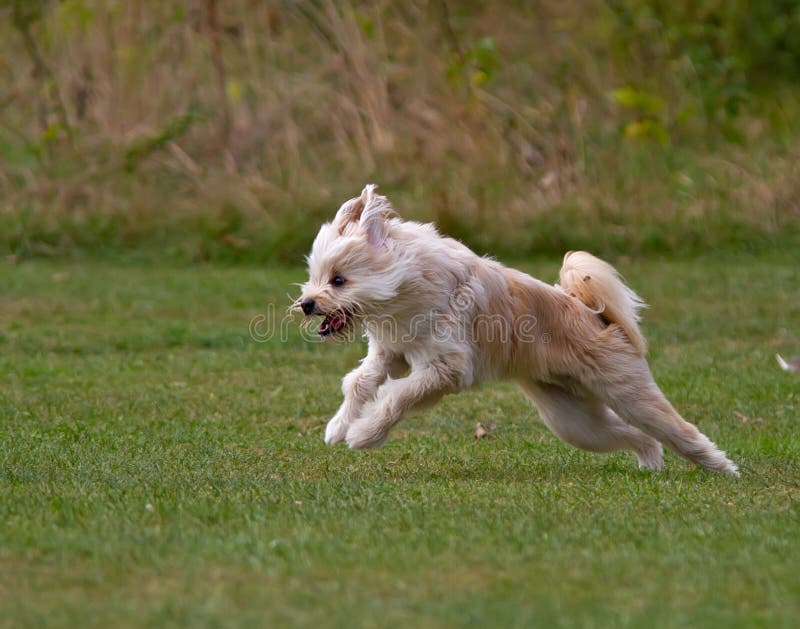Dog ready to jump stock image. Image of view, grass - 157113813