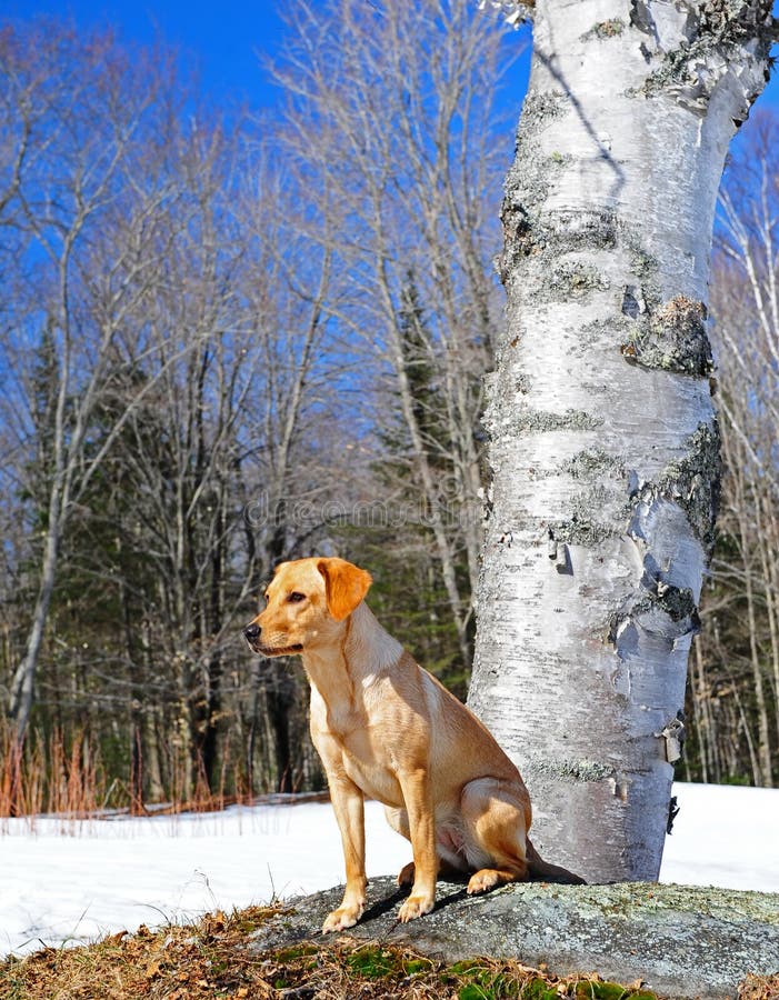 A dog ready to pounce stock image. Image of jump, young - 24287549