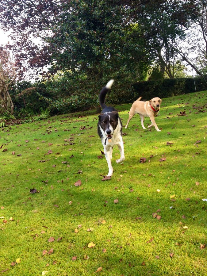 Dog recall stock image. Image of enthusiastically, recall - 44923469