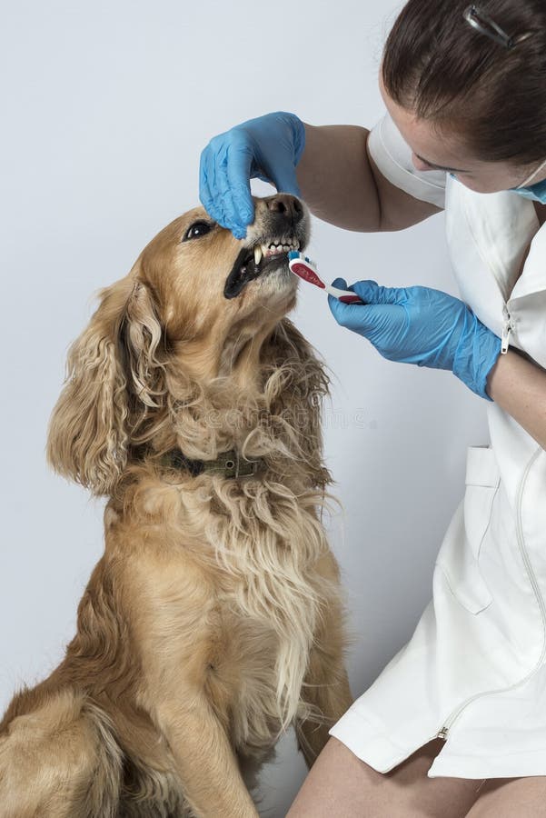 Dog at a Reception at the Doctor 2018 Stock Photo - Image of folder ...