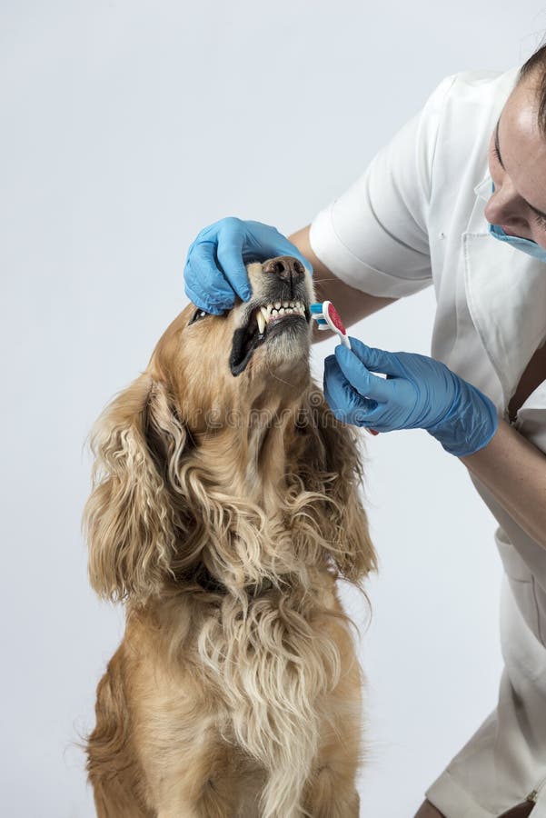 Dog at a Reception at the Doctor 2018 Stock Photo - Image of canine ...