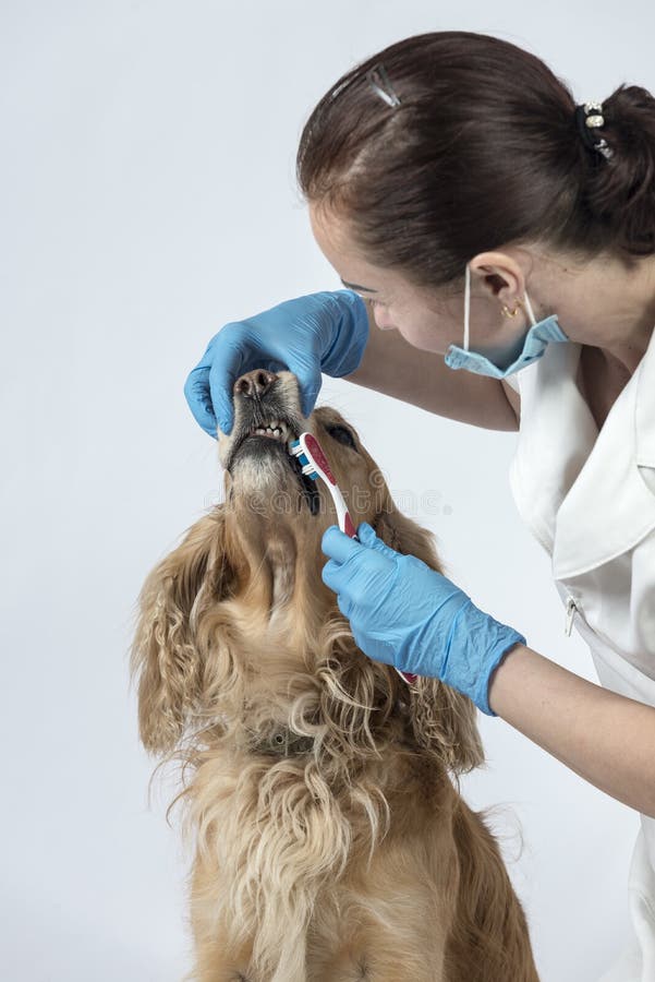 Dog at a Reception at the Doctor 2018 Stock Image - Image of canine ...
