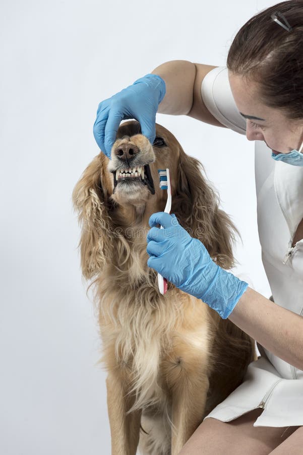 Dog at a Reception at the Doctor 2018 Stock Image - Image of help ...