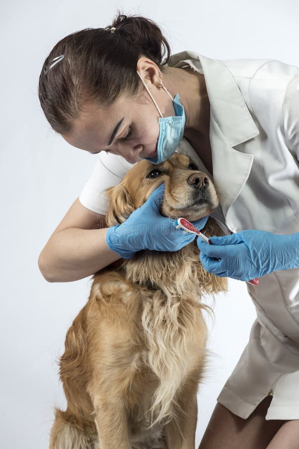 Dog at a Reception at the Doctor 2018 Stock Image - Image of coat ...