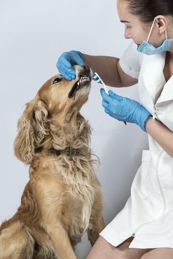 Dog at a Reception at the Doctor 2018 Stock Image - Image of concept ...