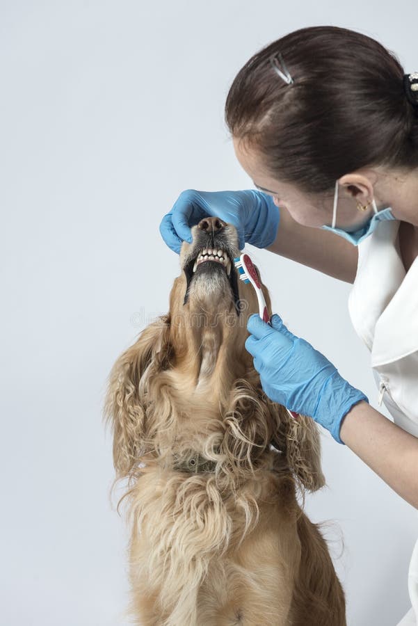Dog at a Reception at the Doctor 2018 Stock Image - Image of collie ...