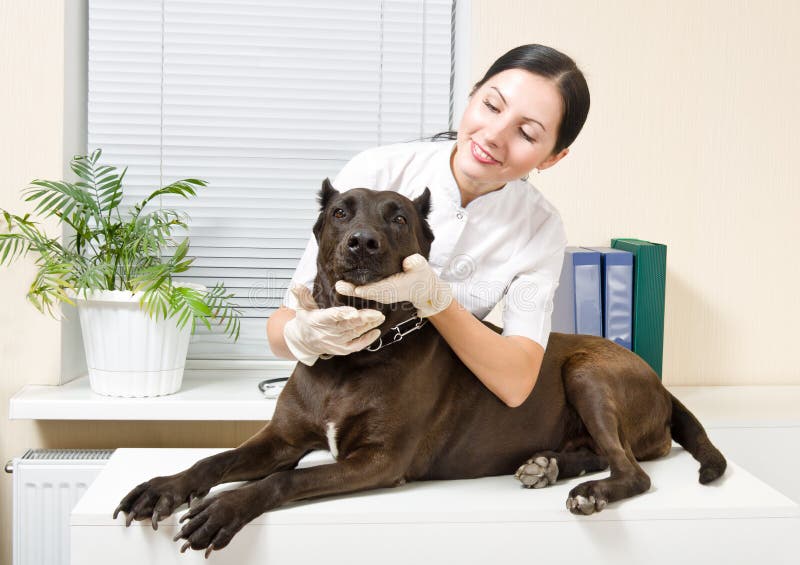 Dog at a Reception at the Vet Stock Photo - Image of human, help: 45680442