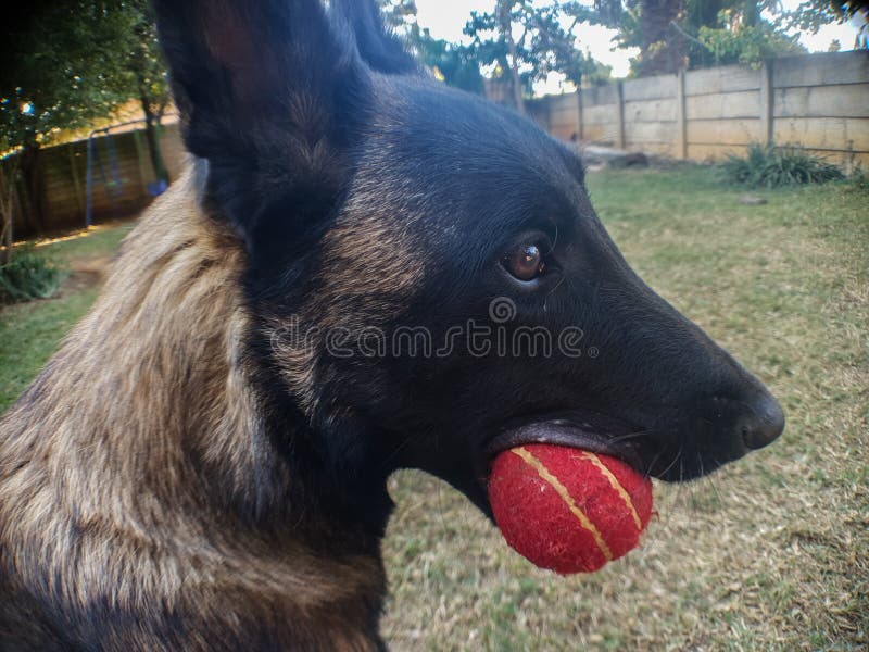 Dog with a Red Ball in His Mouth Stock Photo - Image of sports, ball ...