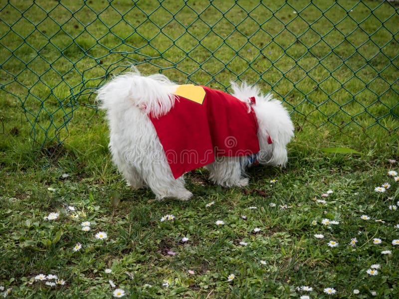 Dog with superhero cape stock photo. Image of superhero - 142198228