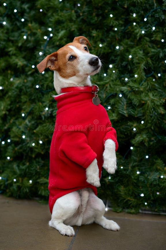 Dog in Red Coat Begging by Christmas Tree Stock Photo - Image of ...