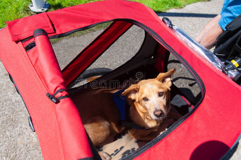 Dog in red doggy ride stock photo. Image of bike, easy - 269695658