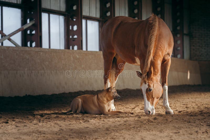 Dog and a Red Horse in the Stable. Thai Ridgeback Stock Photo - Image ...
