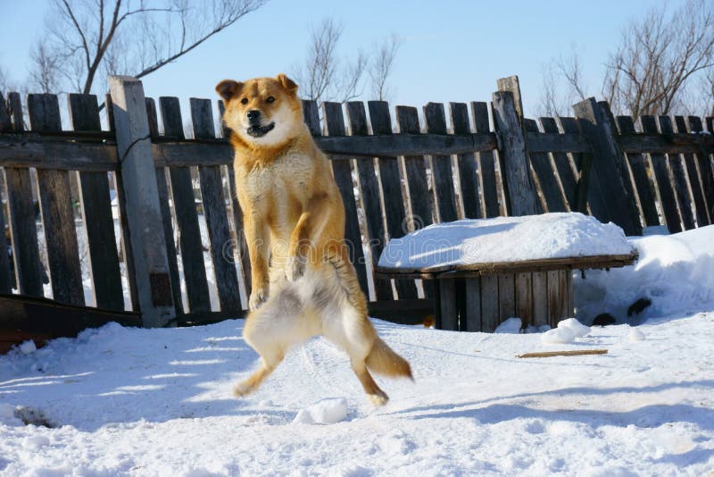 Dog stock photo. Image of cute, mammal, pets, front, nature - 51035624