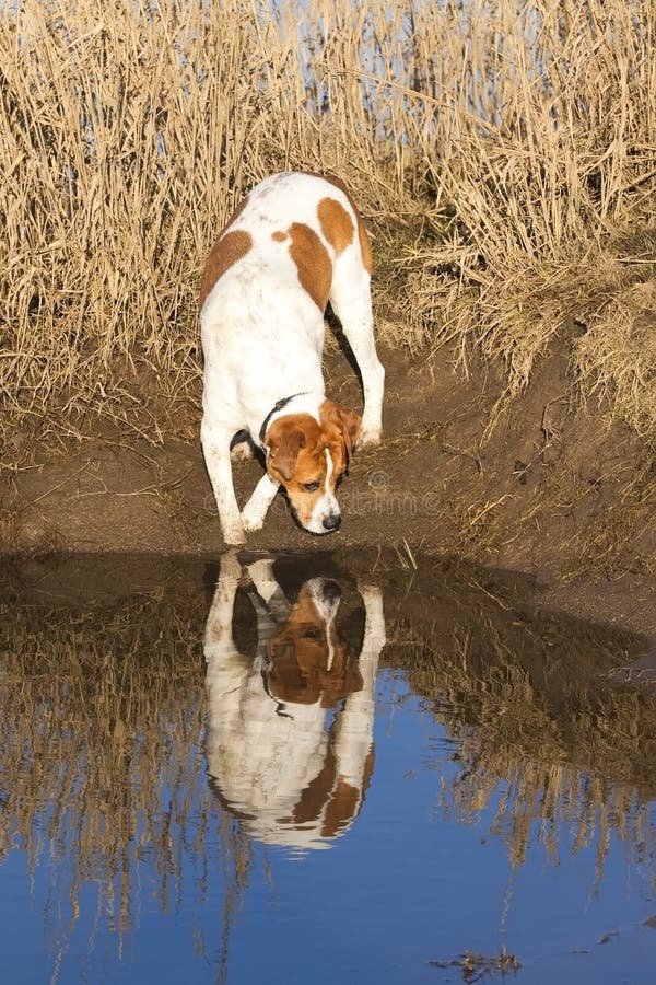 Dog with reflection stock photo. Image of pets, mammals - 18067290