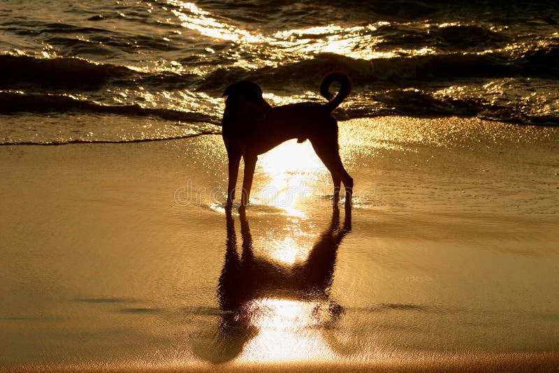 Dog watching sunset stock photo. Image of little, cute - 8392924