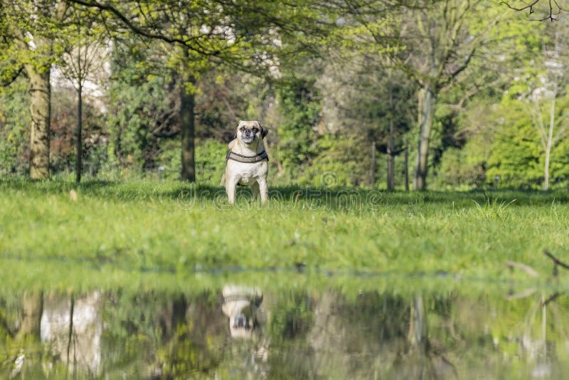 Dog with reflection stock photo. Image of hyde, united - 71296634