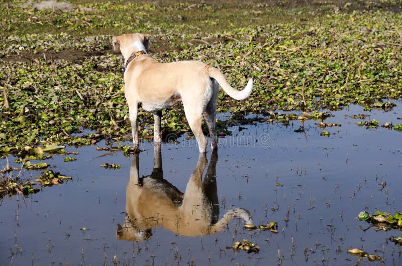 Dog and reflection stock photo. Image of alert, water - 35908822