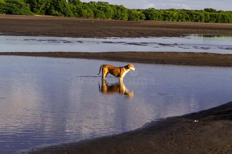 Dog reflection stock image. Image of bright, coast, hound - 36616261