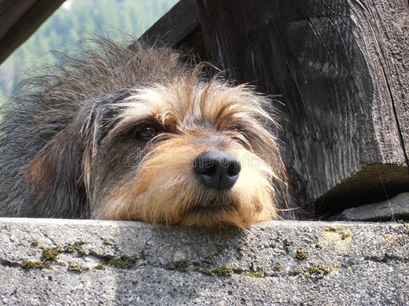 Dog relax stock image. Image of cute, cuddly, rest, hair - 29597959