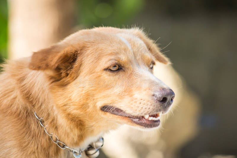 Dog relax action cute stock image. Image of face, head - 67625379