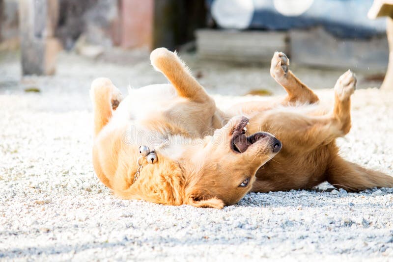 Dog relax action cute stock photo. Image of adorable - 67625528