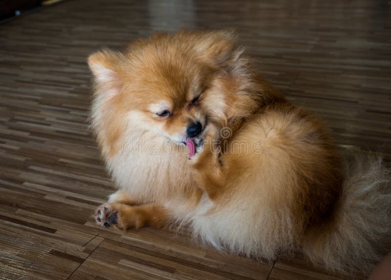 A dog relax in a house stock photo. Image of funny, retriever - 157364376