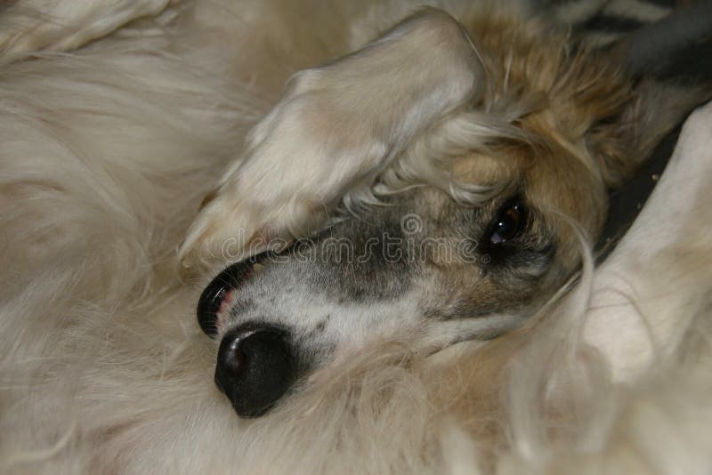 Dog in relaxation stock image. Image of cute, rests, position - 53356009