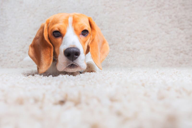 Dog relaxing on the carpet stock photo. Image of puppy - 64889758
