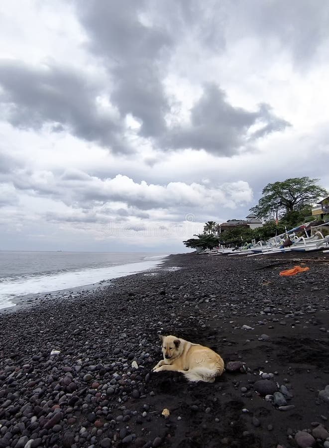 A Dog is Relaxing on the Edge of Amed Beach with a Beautiful Coral ...
