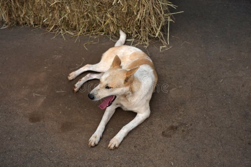Dog relaxing on the ground stock image. Image of morning - 137814861