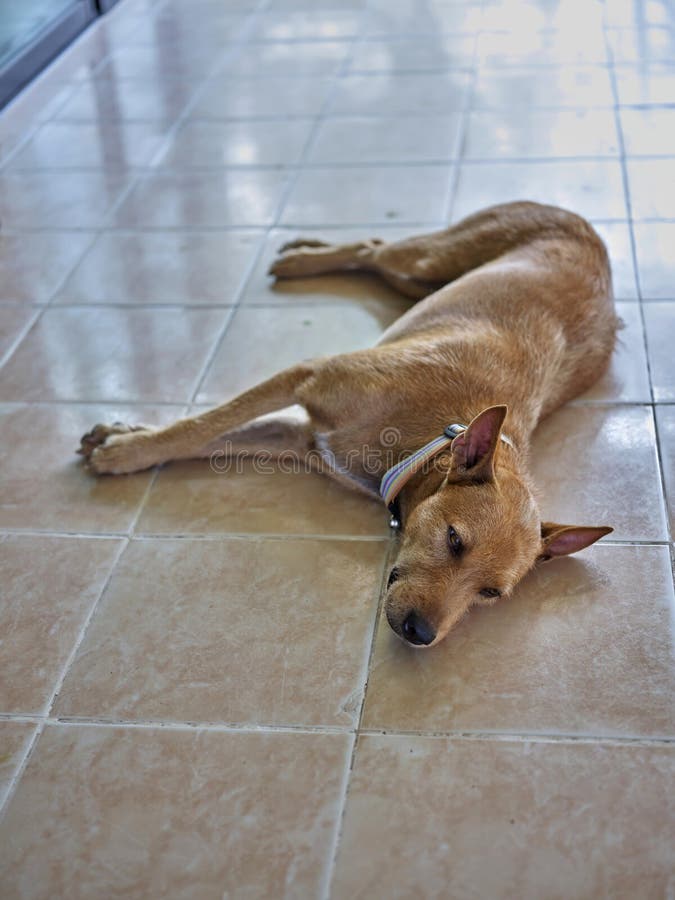 Dog relaxing on the ground stock image. Image of negative - 274064205