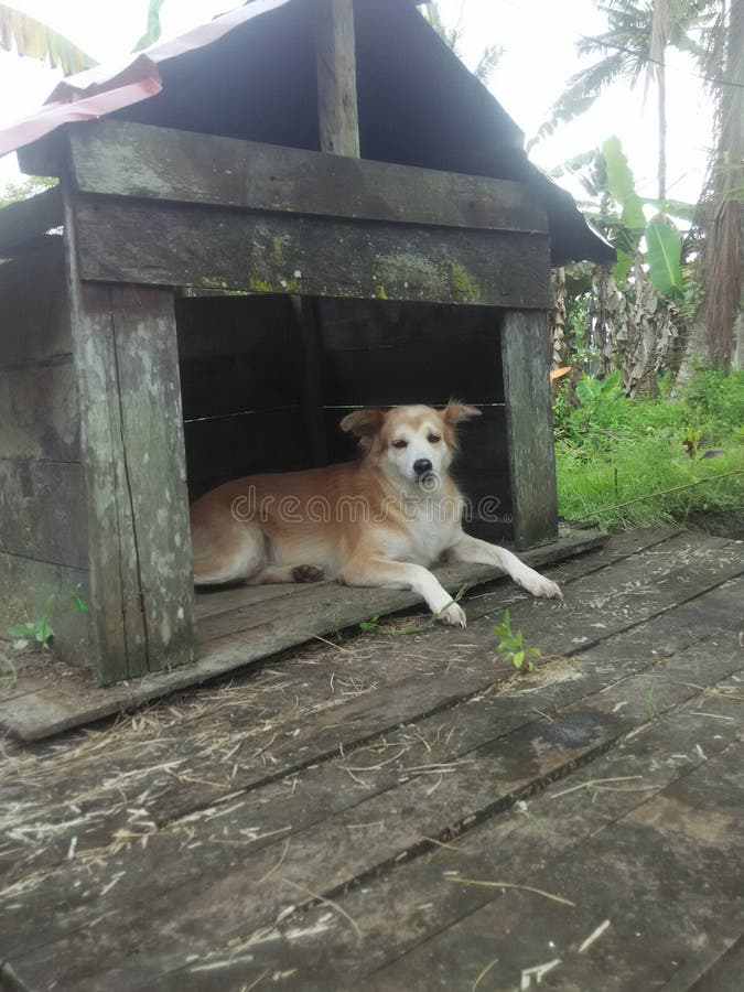 A Dog Relaxing Inside an Old House Dog Stock Photo - Image of house ...