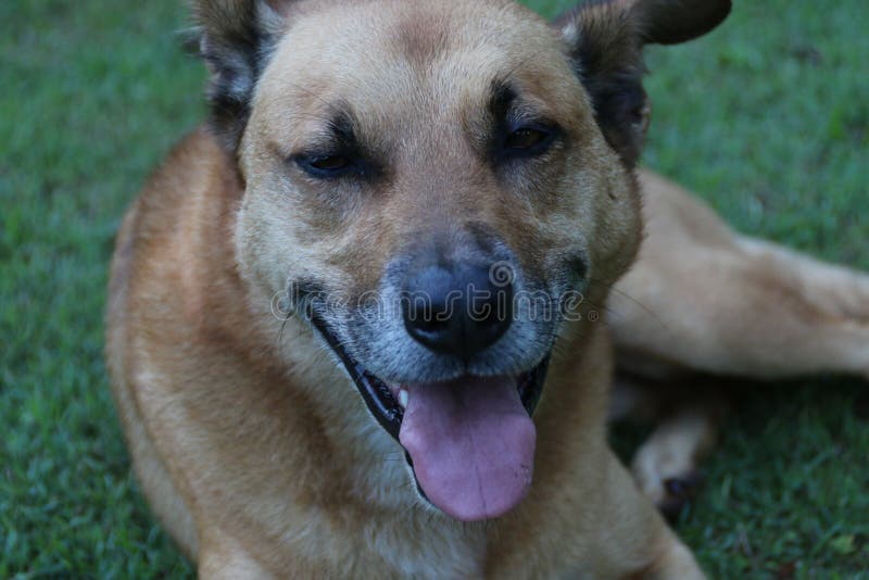 Dog - relaxing stock photo. Image of smile, chilled, dingo - 40877986