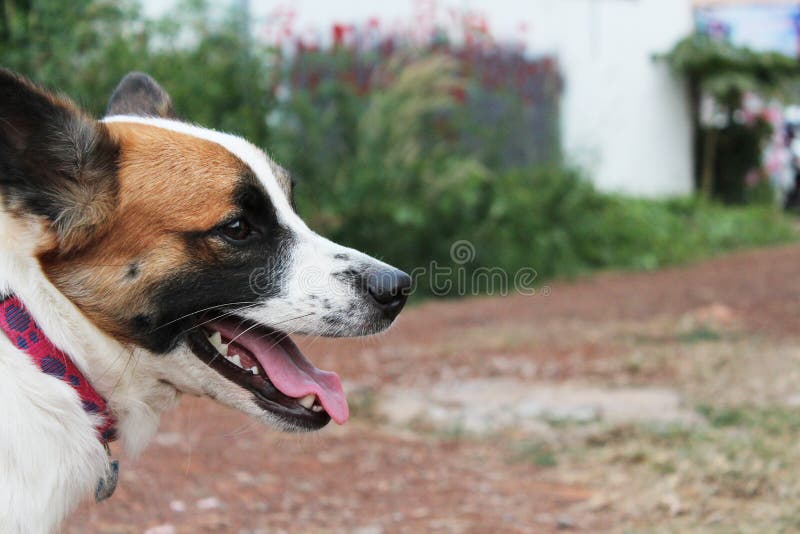 A dog is relaxing stock photo. Image of animal, grass - 46773936