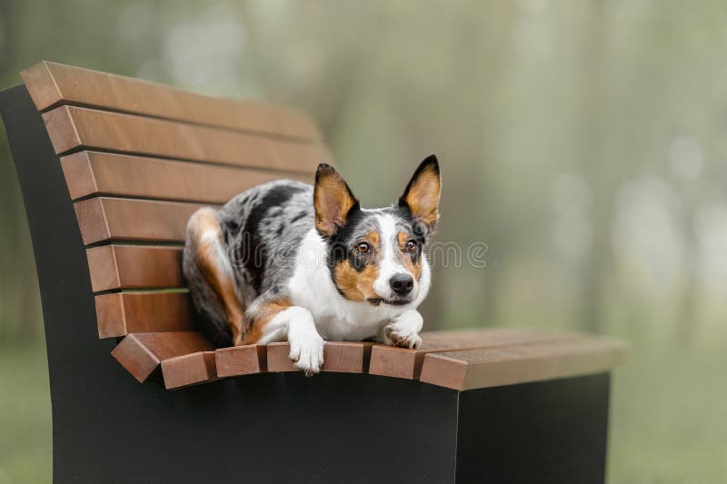 Dog Relaxing on Wooden Bench. Border Collie Dog Stock Photo - Image of ...