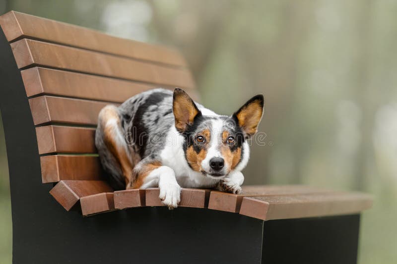 Dog Relaxing on Wooden Bench. Border Collie Dog Stock Image - Image of ...