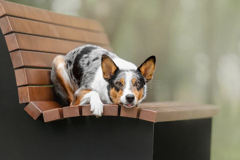 Dog Relaxing on Wooden Bench. Border Collie Dog Stock Photo - Image of ...