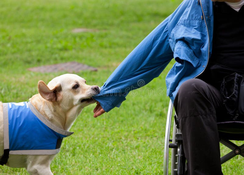 Labrador Guide Dog and His Disabled Owner Stock Image - Image of guide ...