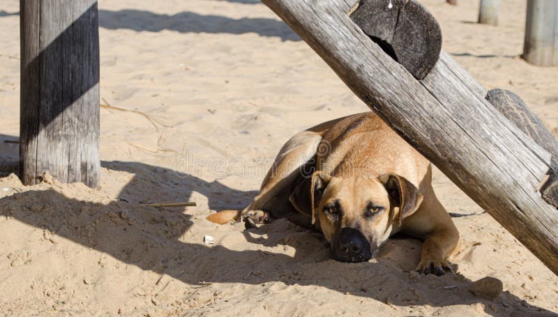 A Dog Rest on the Beach on a Sunny Day Stock Photo - Image of sunny ...