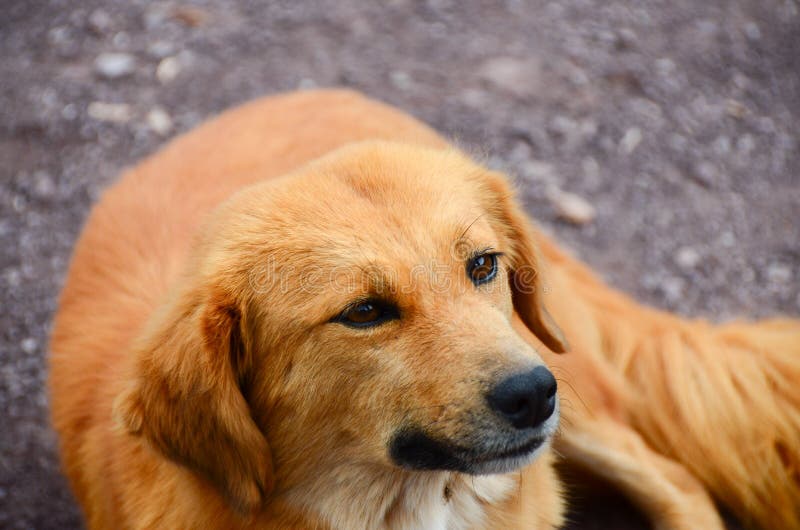 Dog Rest on Ground beside Road Stock Image - Image of nose, rest: 96326835