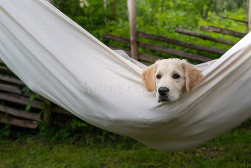 Dog rest in hammock stock photo. Image of relax, canine - 206900896