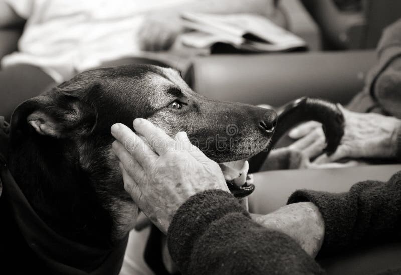 More therapy dog resting stock photo. Image of leader - 30762730
